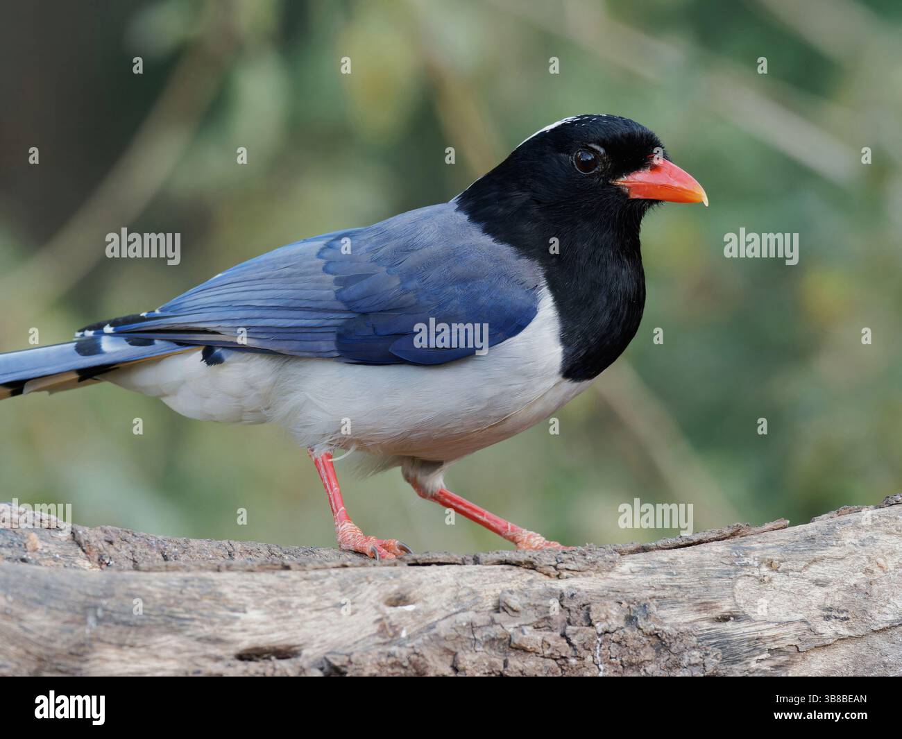 Red Billed Blue Magpie Stock Photo - Alamy