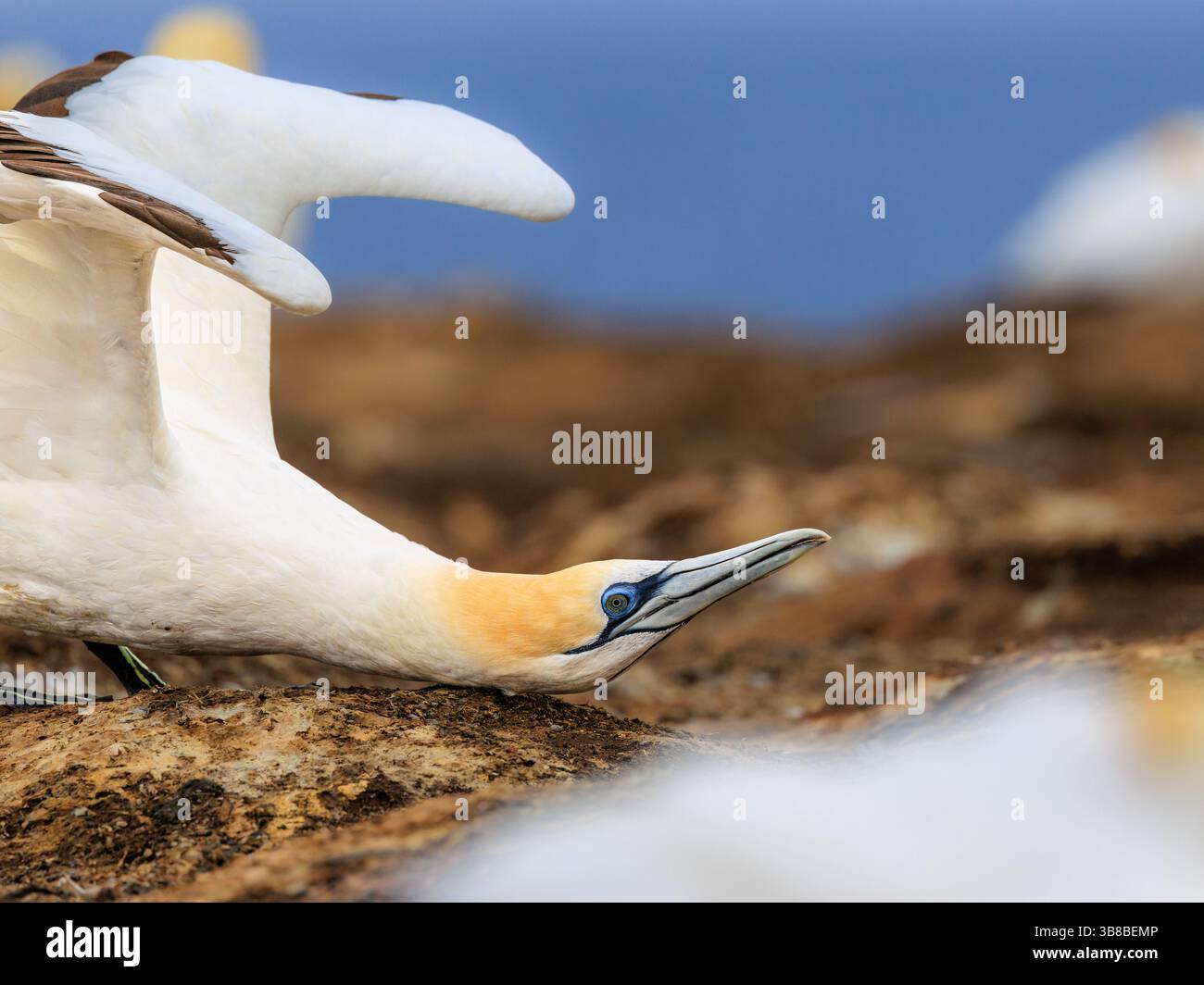 quirky photo of australasian gannet with wings outstretched but head ...