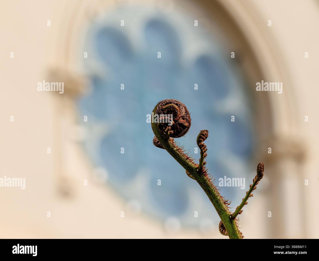 a circular unfurling frond of a silver fern national emblem of New ...