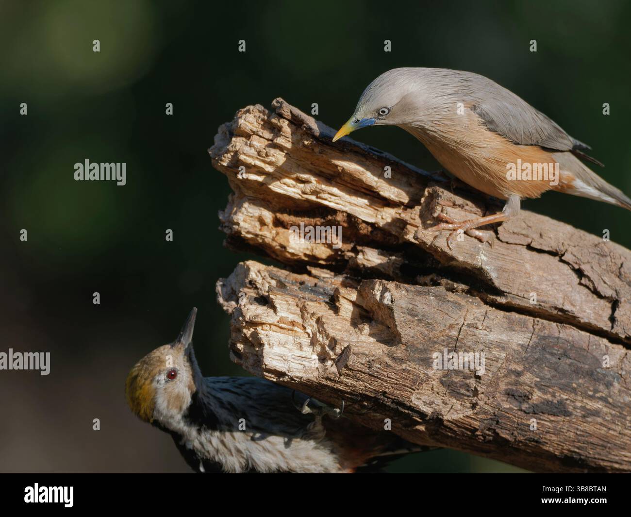 Chestnut Tailed Starling Stock Photo - Alamy