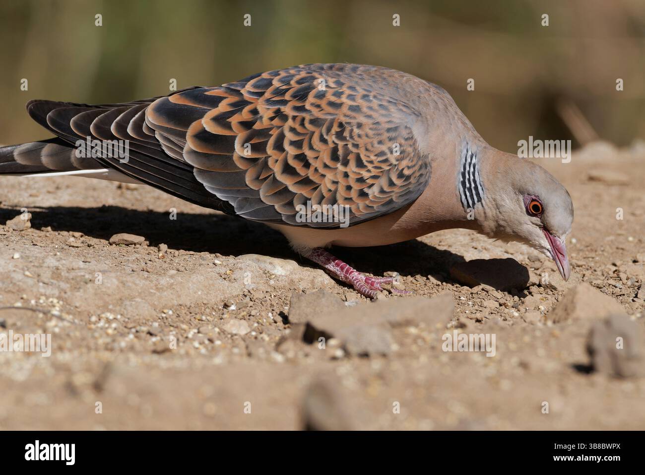 Two turtle dove hi-res stock photography and images - Alamy