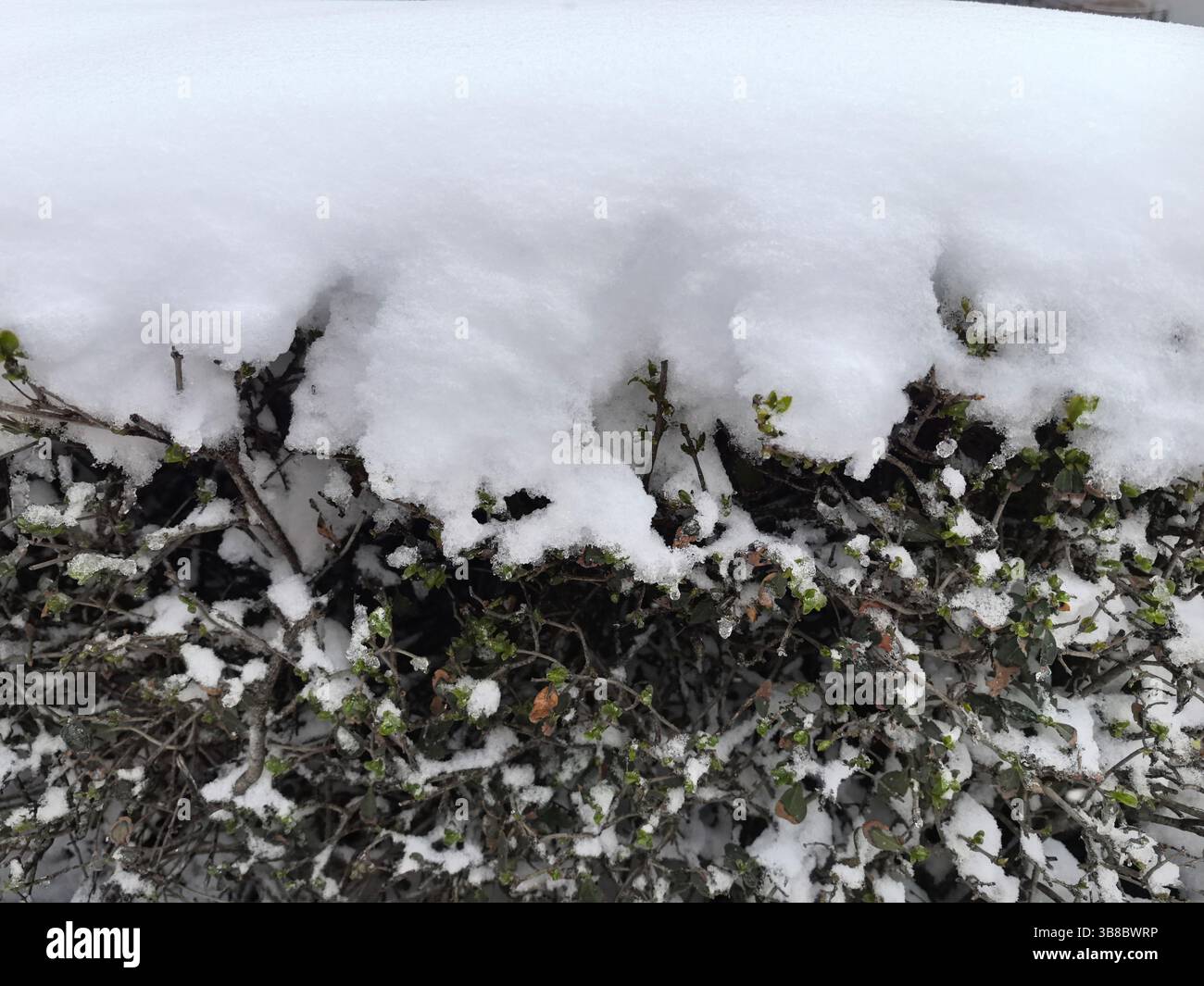 Spring blossoms struggle to emerge as heavy snowfall covers greenery ...