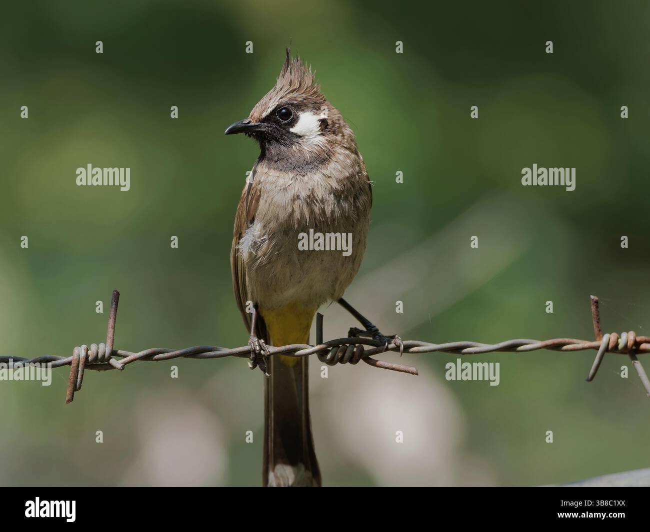Himalayan bulbul bird hi-res stock photography and images - Alamy