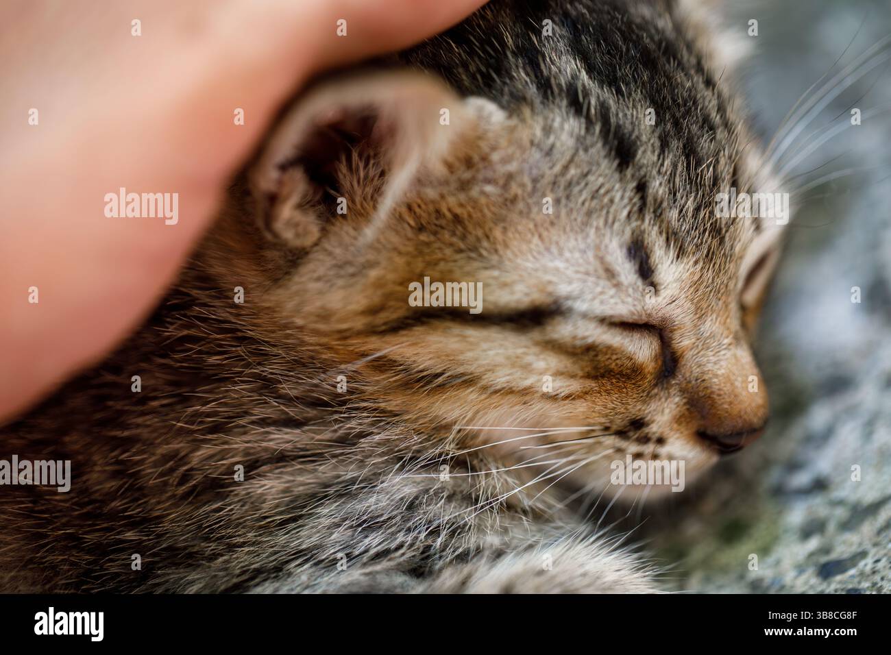 Close up hand petting stray hi-res stock photography and images - Alamy