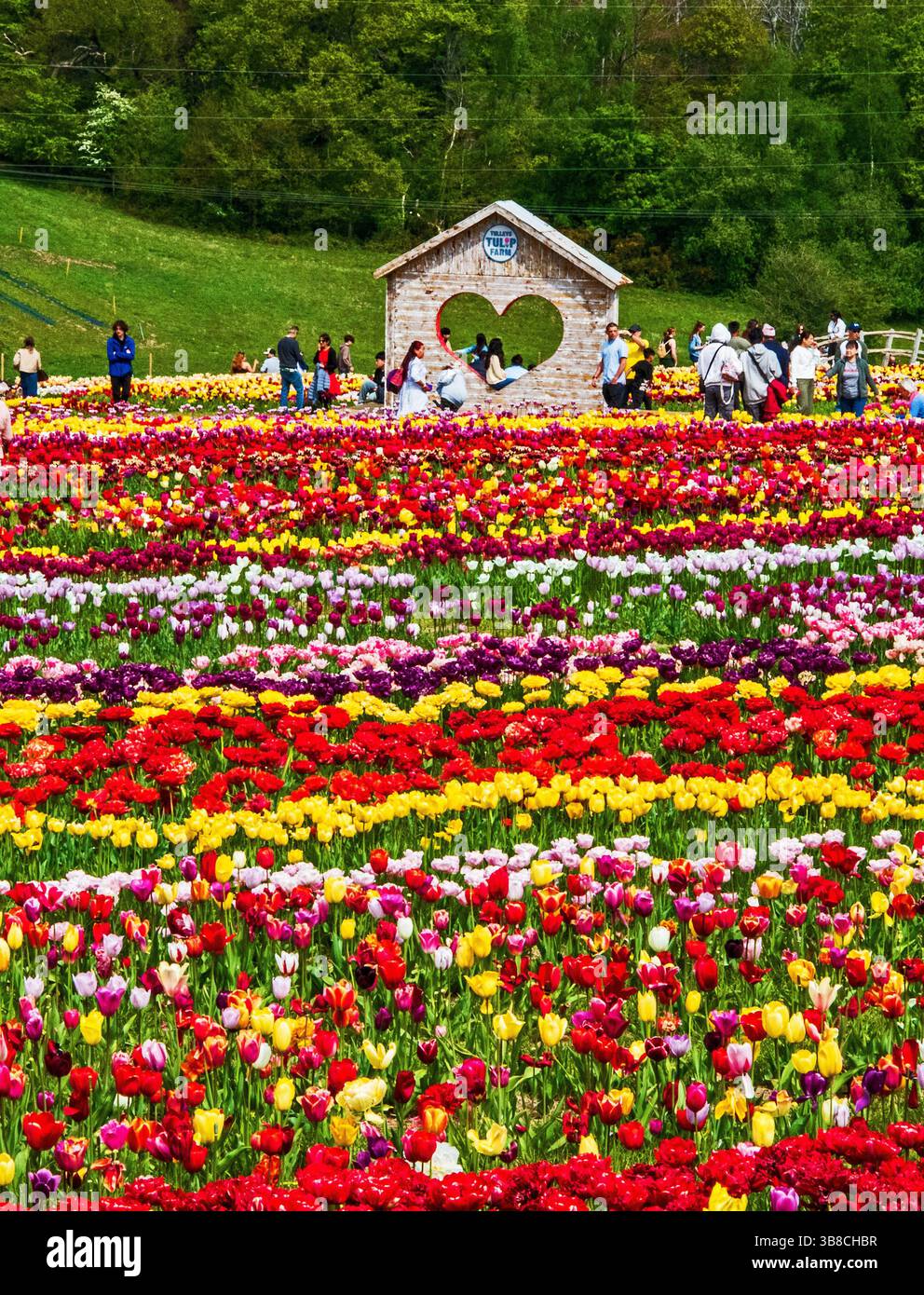 Tulleys Tulip Fest, Turners Hill Road, Turners Hill, Crawley, West ...