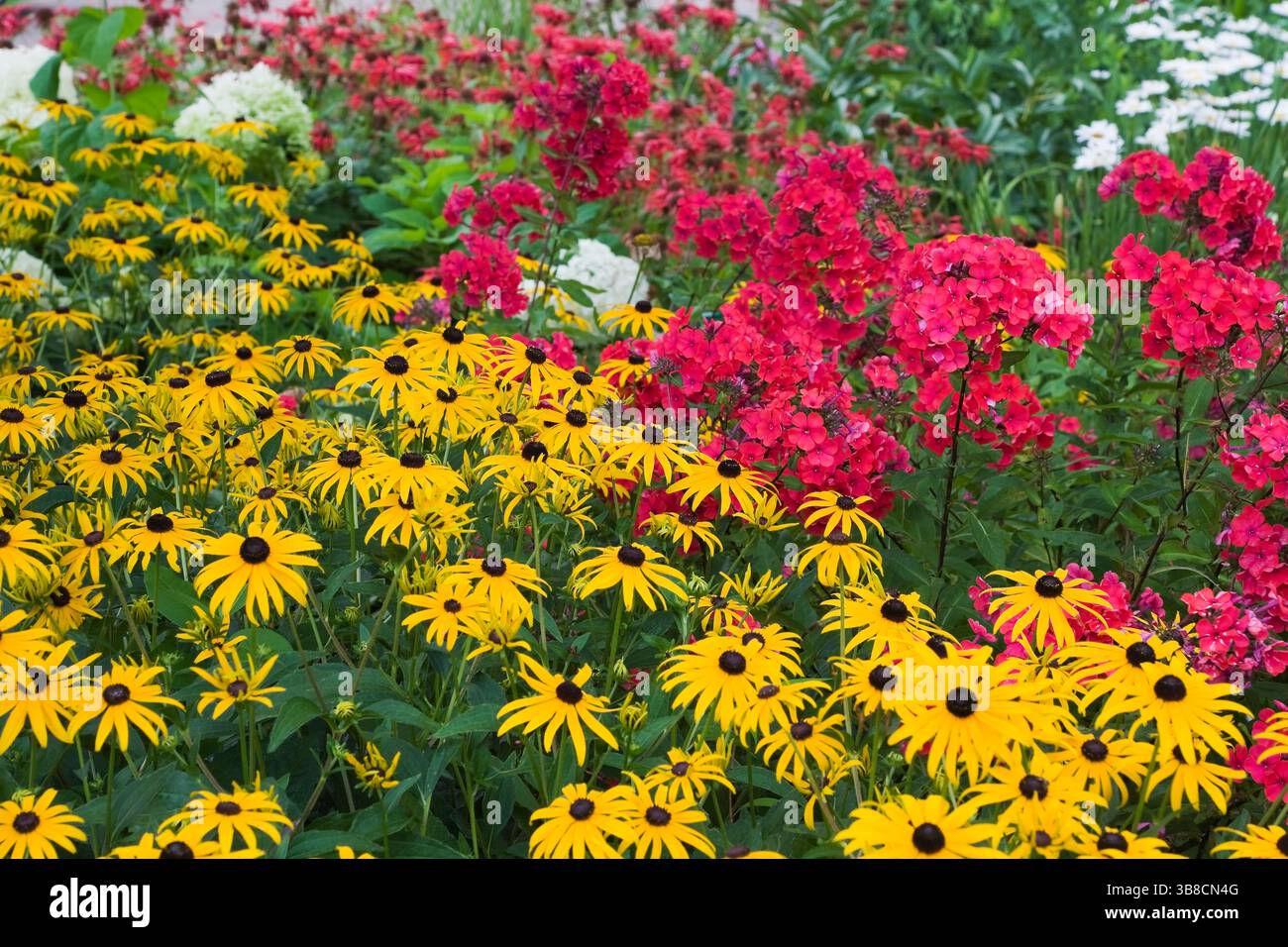 Yellow Rudbeckia fulgida 'Goldsturm' - Coneflowers and red Phlox ...
