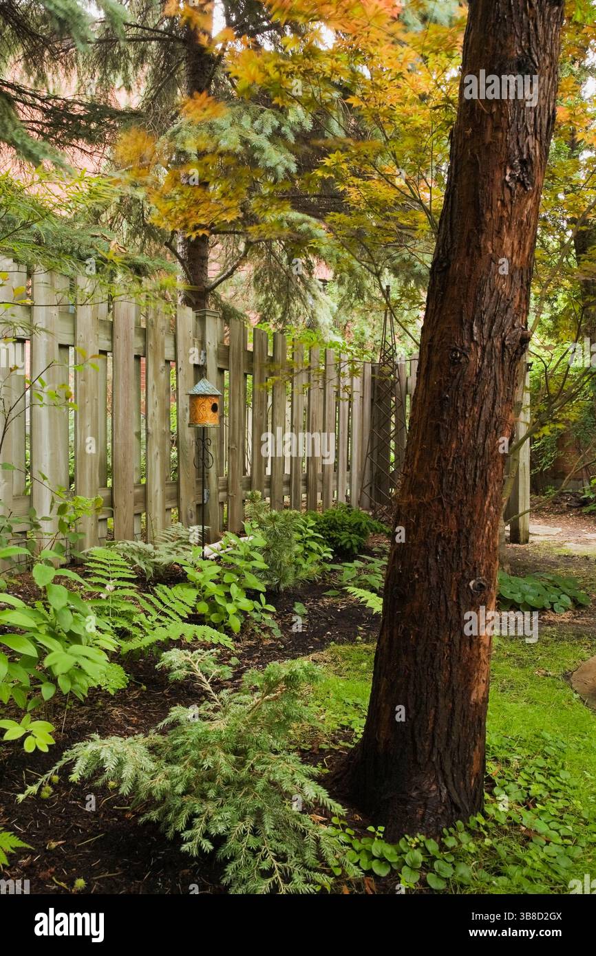 Metasequoia - Dawn Redwood tree with Tsuga canadensis diversifolia nana ...