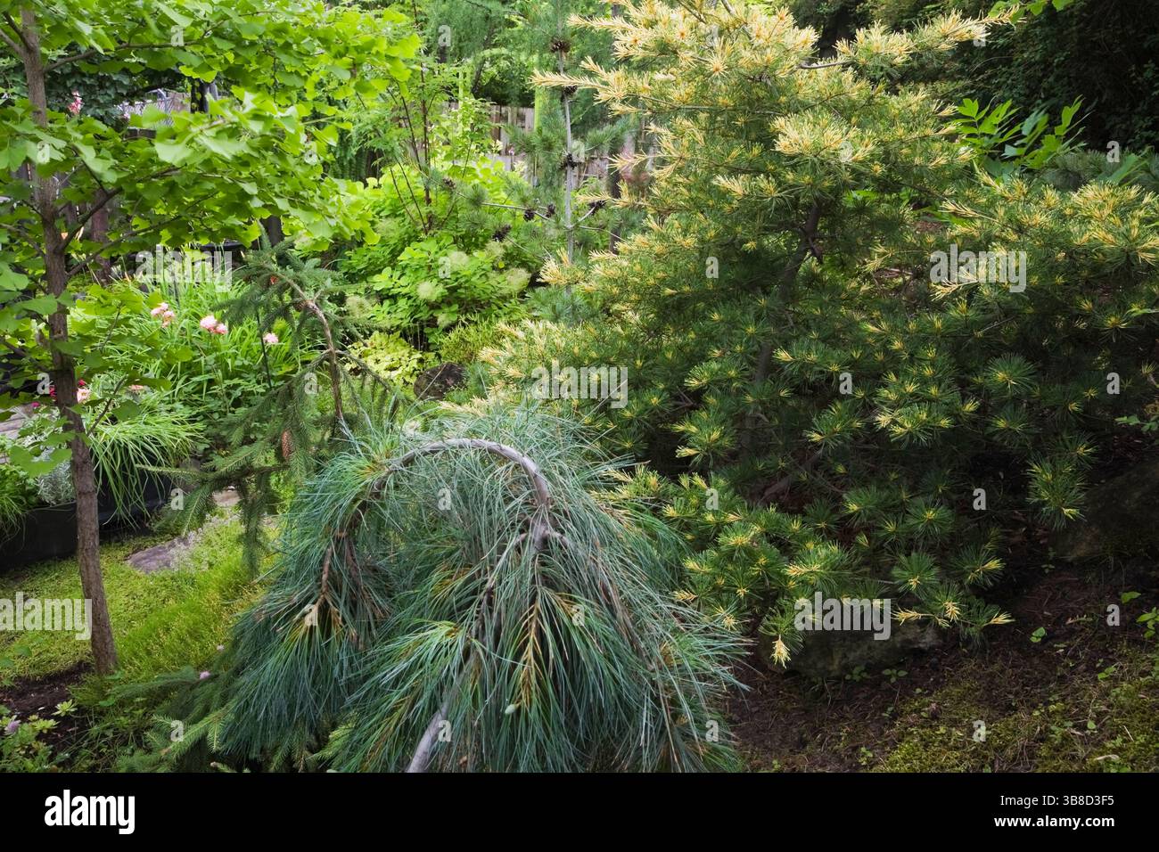 Weeping Pinus strobus pendula and yellow Pinus parviflora glauca ...