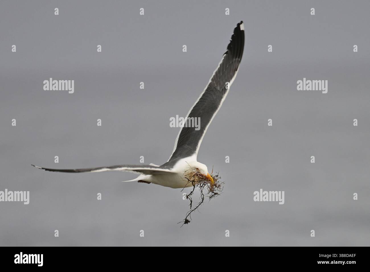 April 7, 2025, Pacific Grove, California, US: Seagull (Larinae) in ...