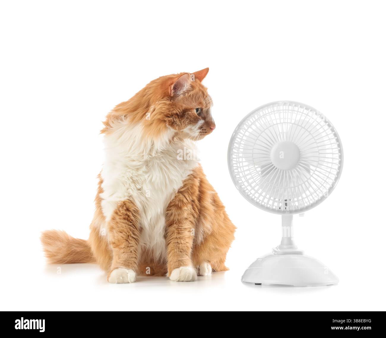 Funny cat and electric fan on white background Stock Photo - Alamy