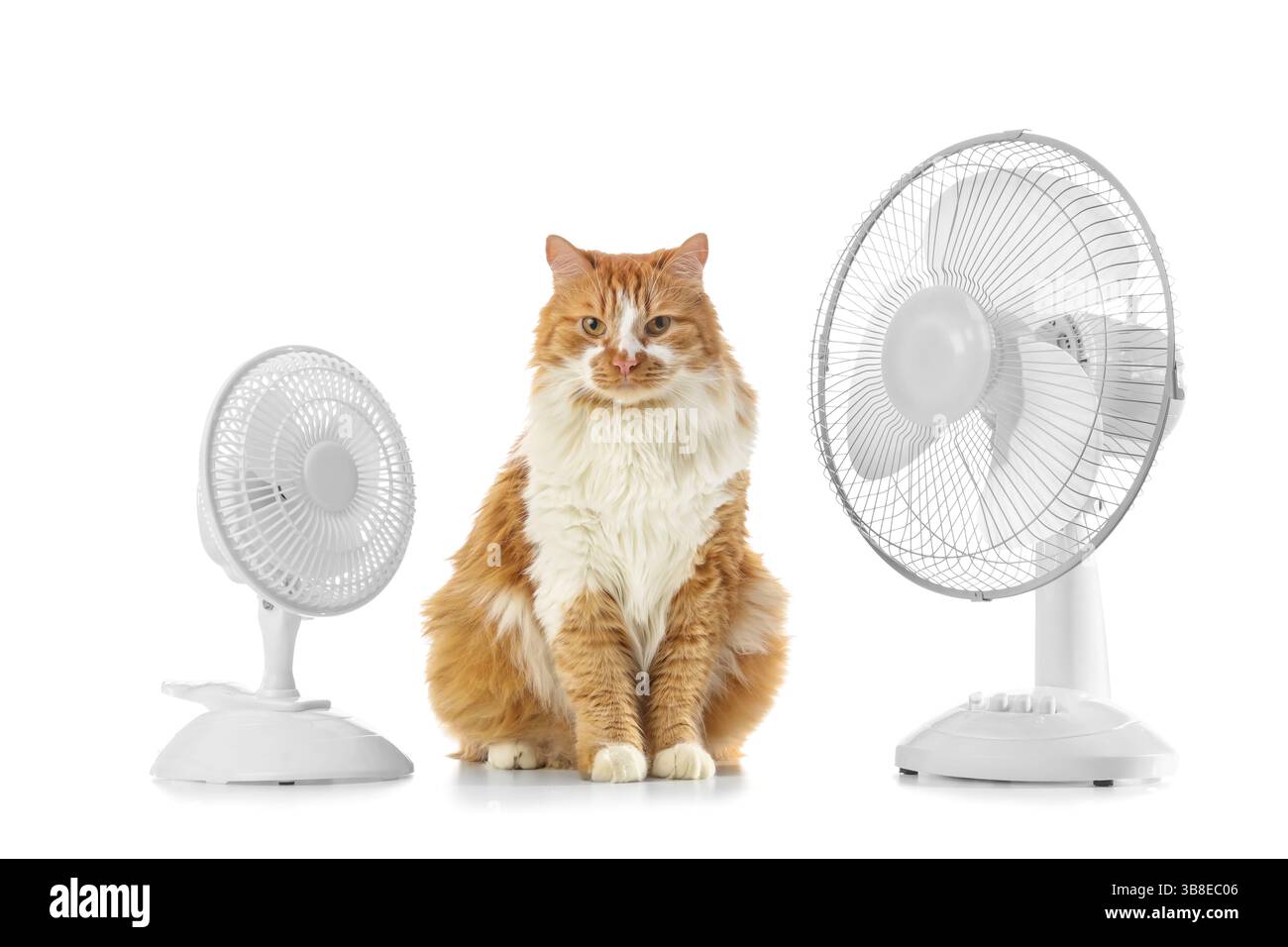 Funny cat and electric fan on white background Stock Photo - Alamy