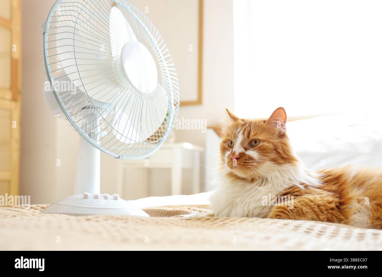 Funny cat and electric fan on bed Stock Photo - Alamy