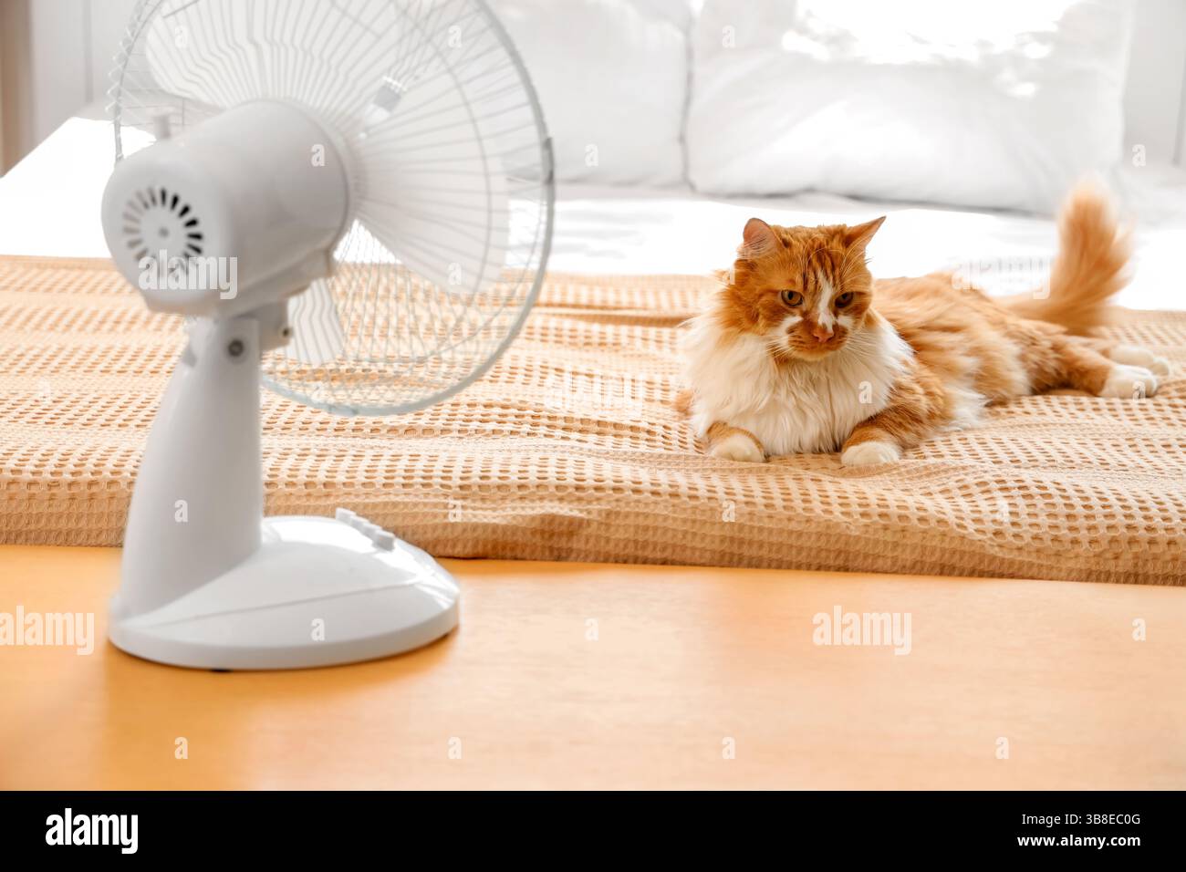 Funny cat and electric fan in bedroom Stock Photo - Alamy