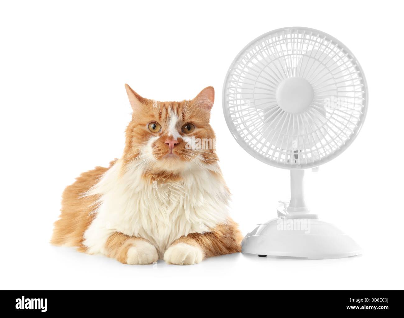Funny cat and electric fan on white background Stock Photo - Alamy
