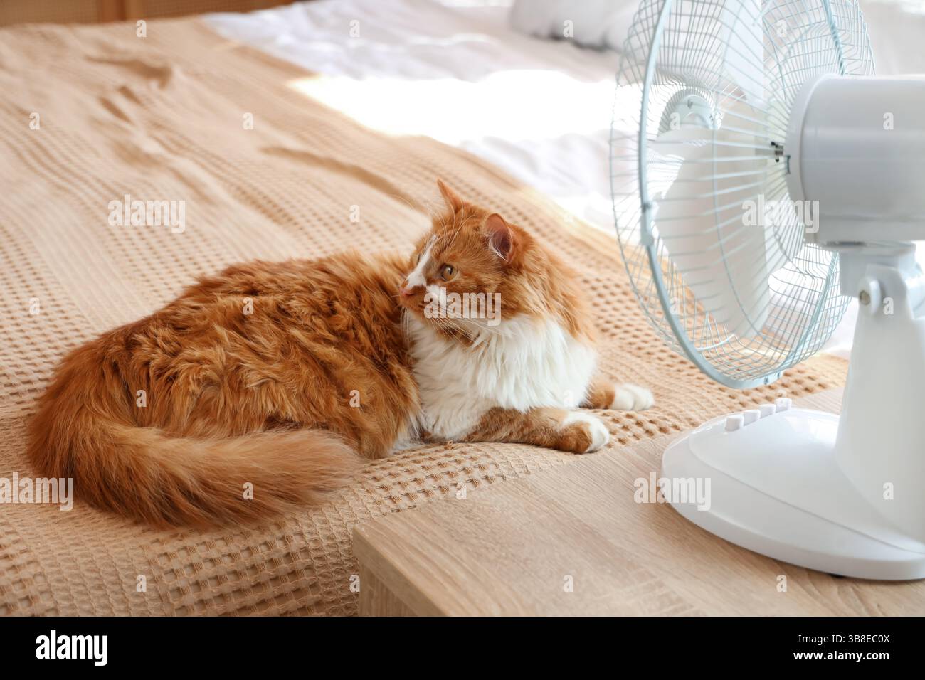 Funny cat and electric fan in bedroom Stock Photo - Alamy