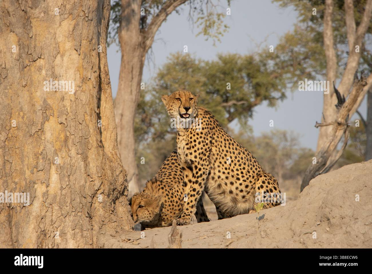 Here she is with hi-res stock photography and images - Alamy
