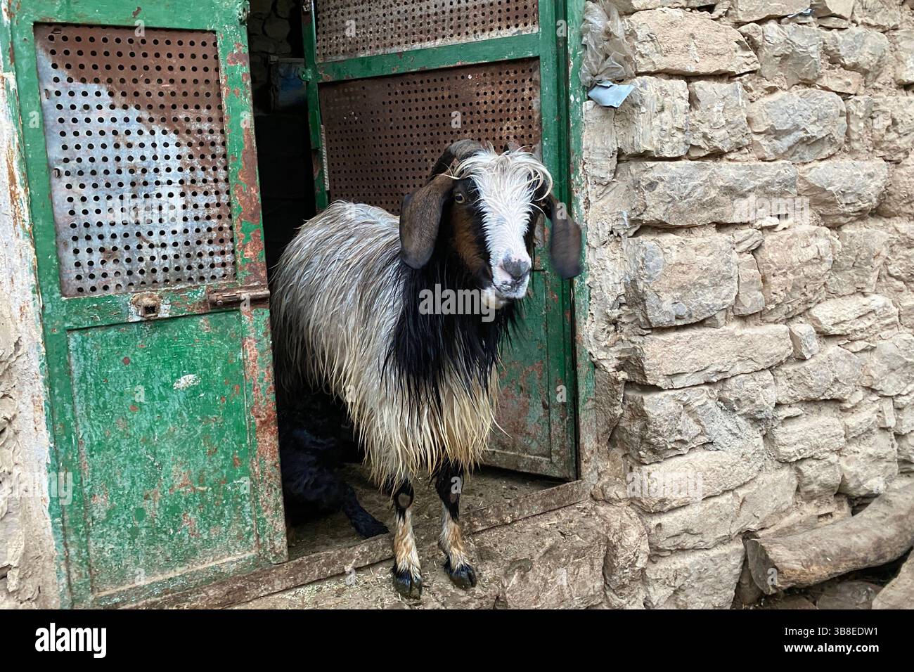 April 10, 2024, Avroman, Kurdistan, Iran: A goat at the Avroman ...