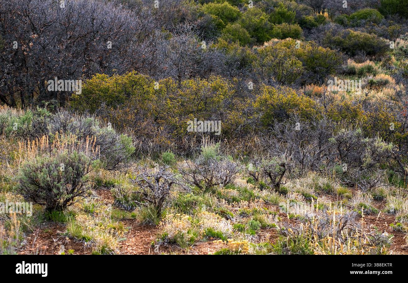 May 21, 2024: A young Gamble Oak begins to show new leaves along the ...