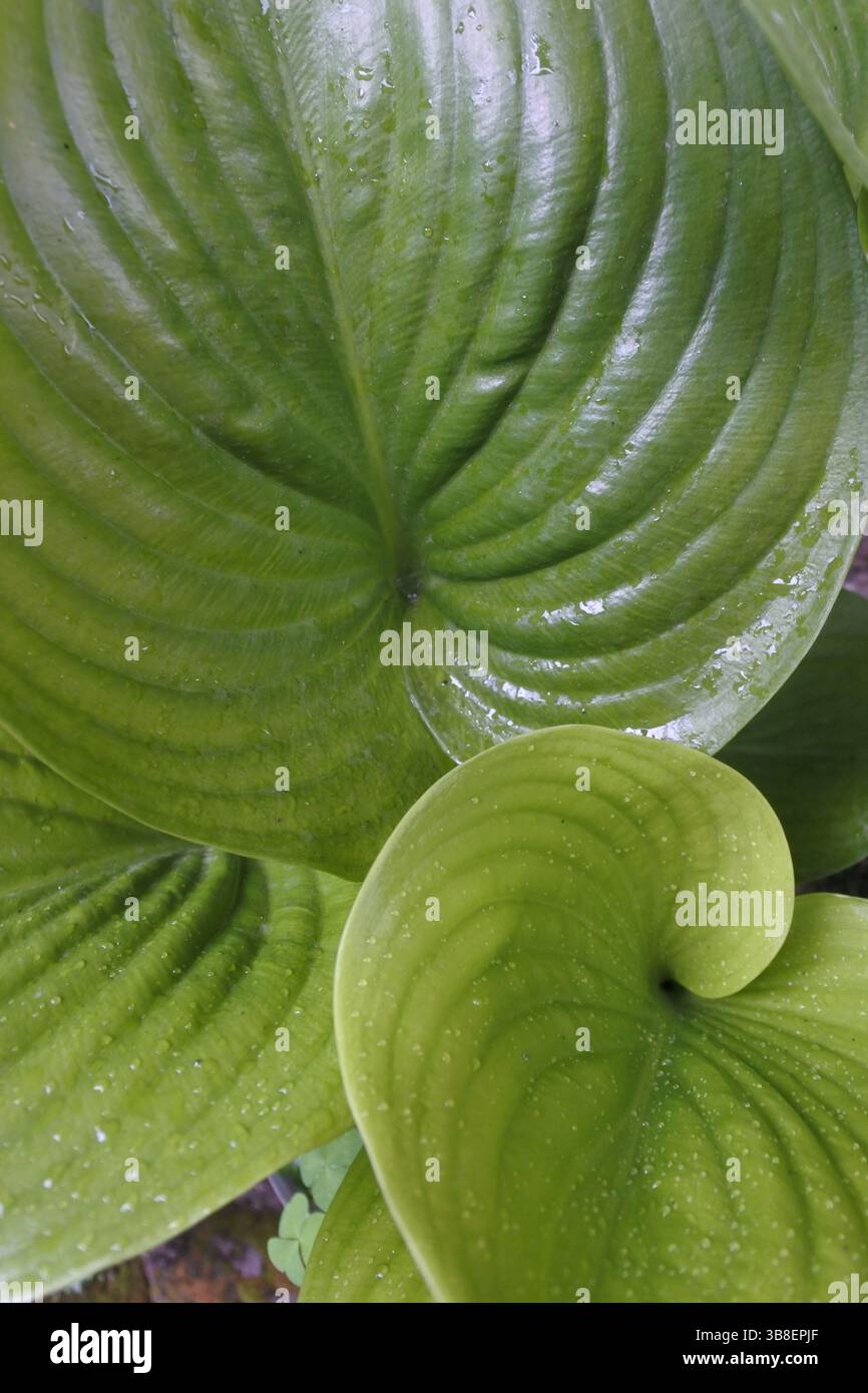 beautiful wide green leaf flowers Stock Photo - Alamy