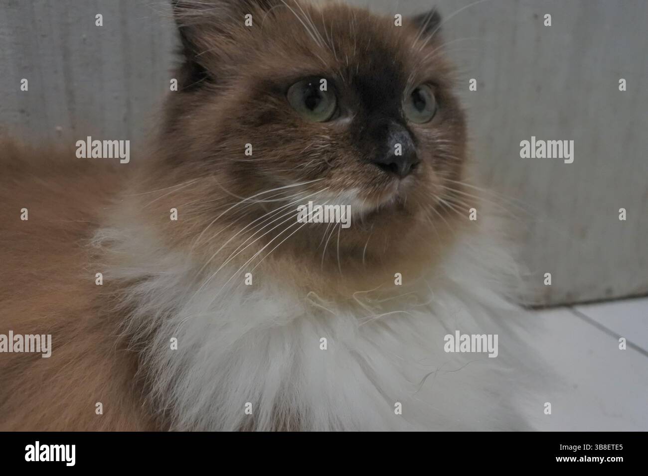 Cats, animals that are cute and adorable and sometimes annoying, maybe ...