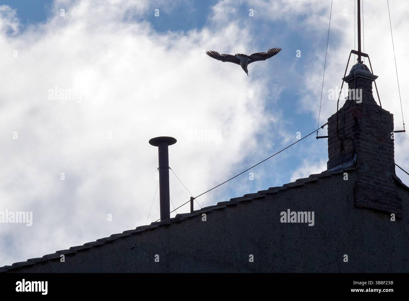 Vatican City, Vatican, 07 May 2025. Seagull is flying next to the ...