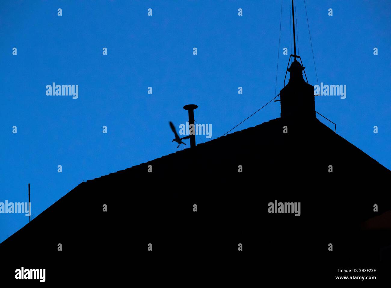 Vatican City, Vatican, 07 May 2025. A seagull is flying next to the ...