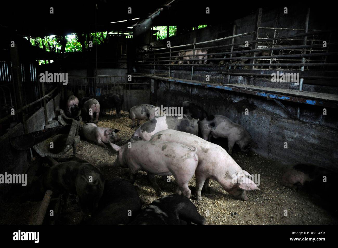 Premio cerdo hi-res stock photography and images - Alamy
