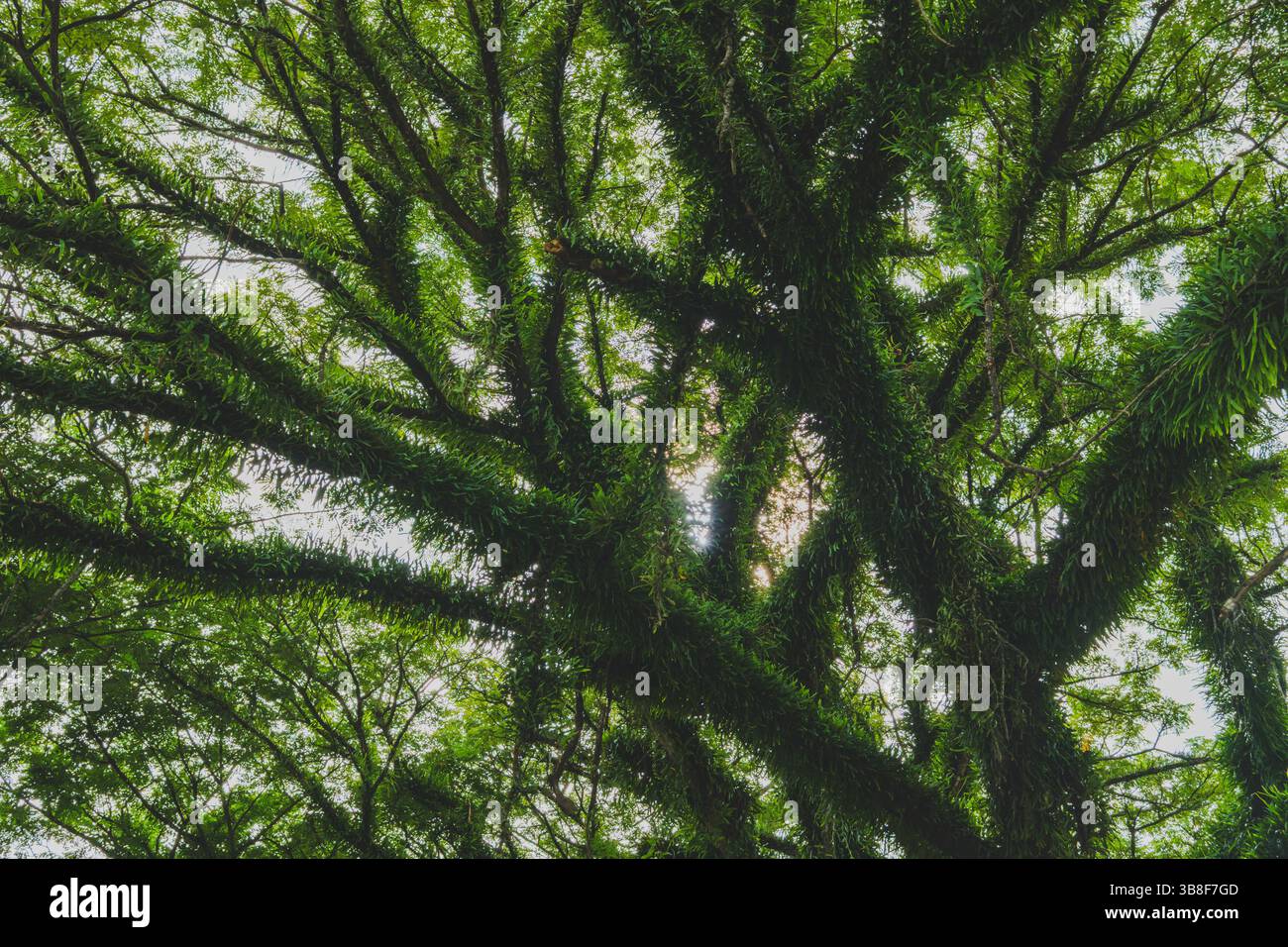 Green canopy of a mature tree covered in moss or epiphytes, typical of ...
