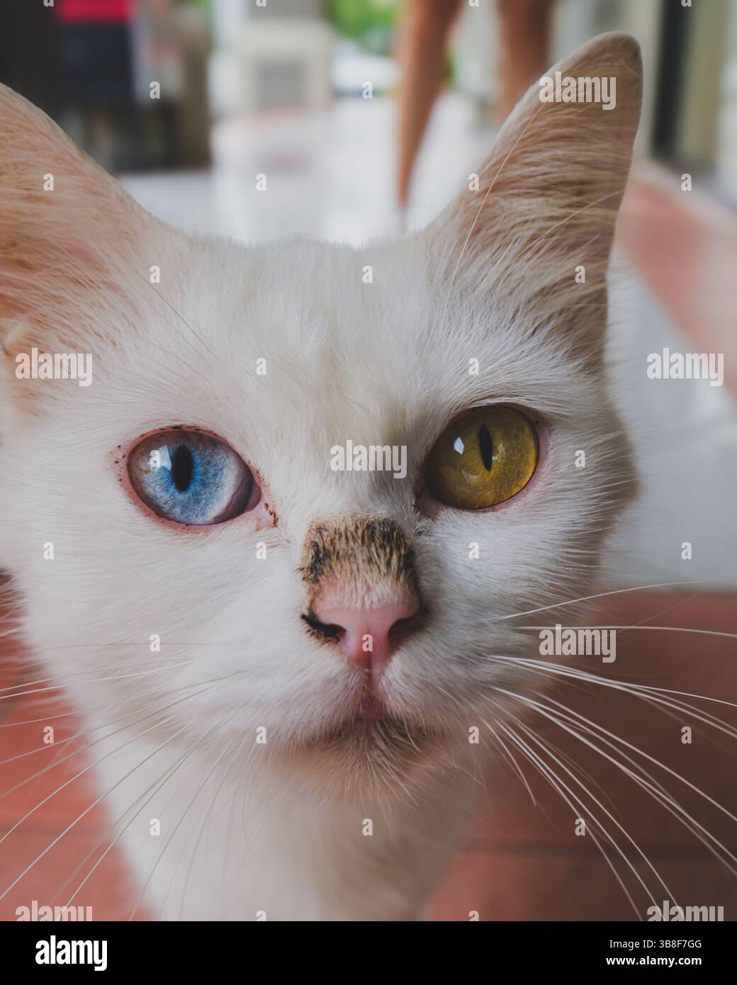 A close-up portrait of a striking white cat with heterochromia ...