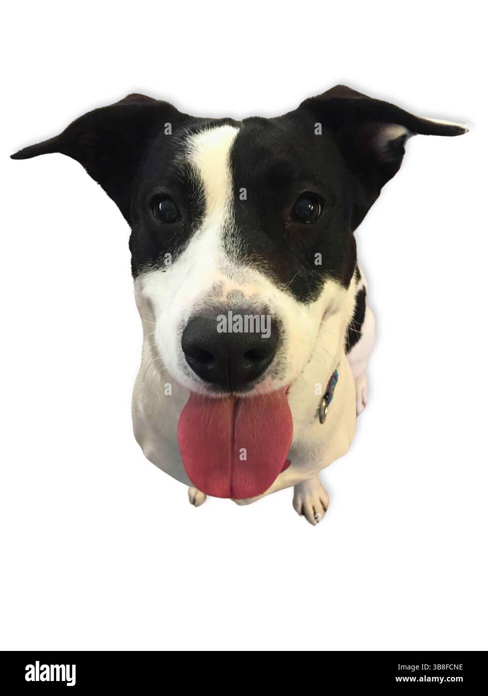 Goofy pit mix with upright ears and a giant pink tongue sticks out ...