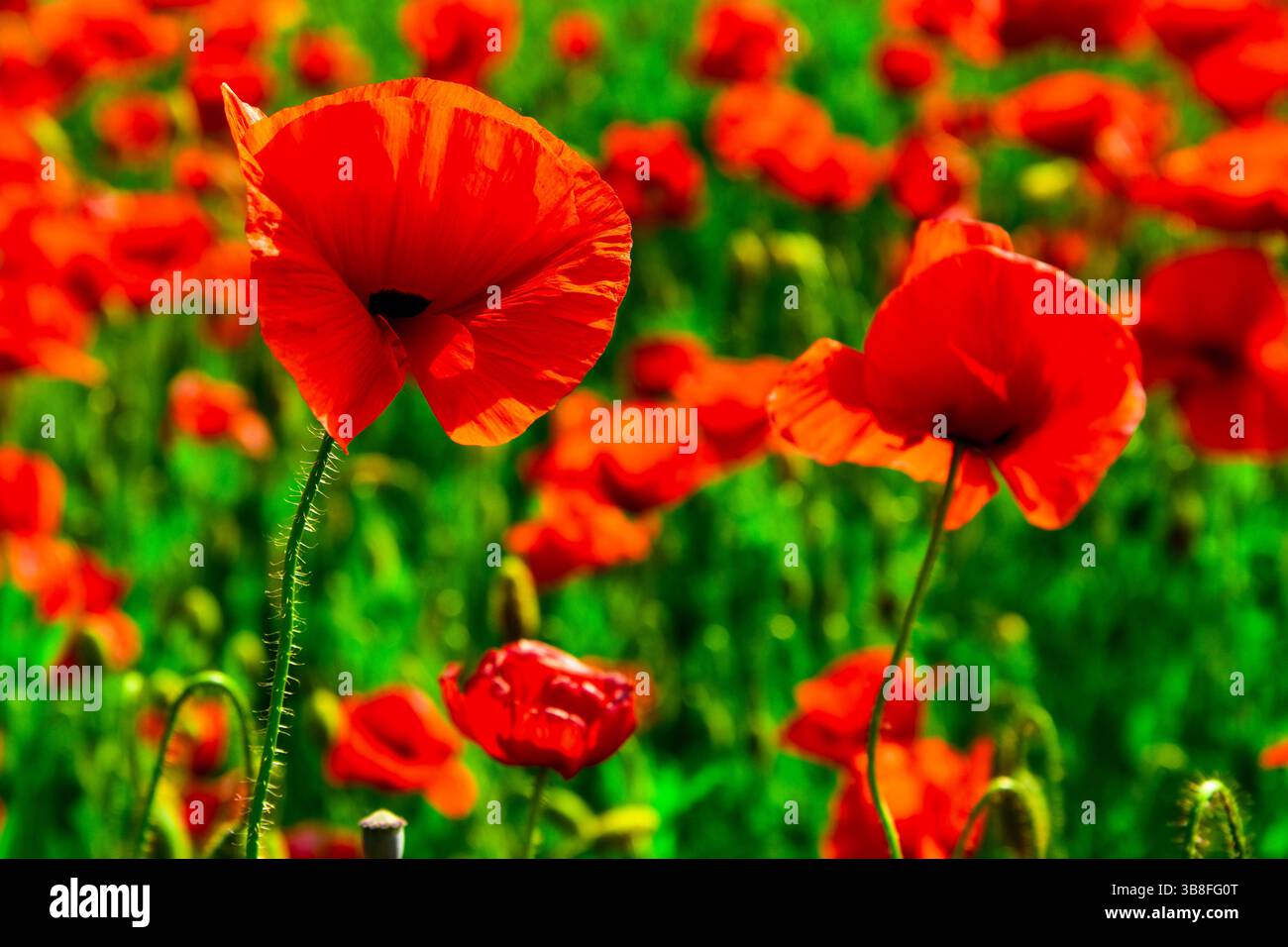 ANZAC poppy banner. Red poppy flower for remembrance. ANZAC Day ...