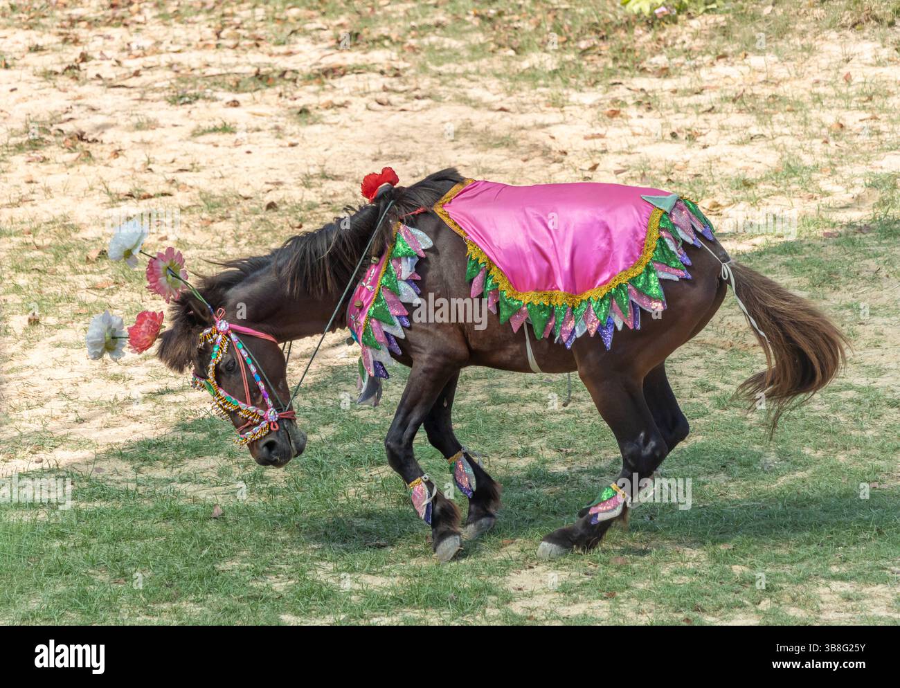 Circus performance of a dancing horse Stock Photo - Alamy