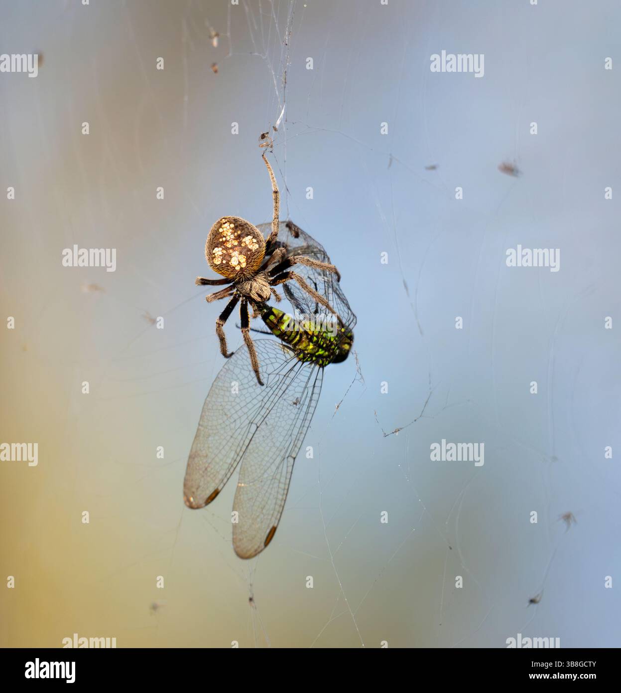 Tropical orbweaver spider (Eriophora ravilla) wrapping by web a caught ...