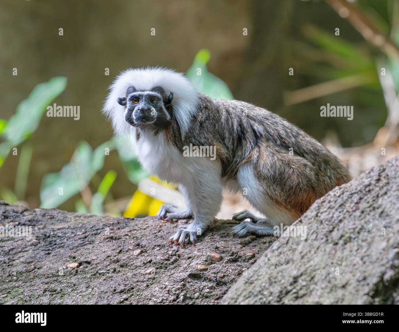 Cotton-top tamarin (Saguinus oedipus) on the rock at Moody Gardens ...