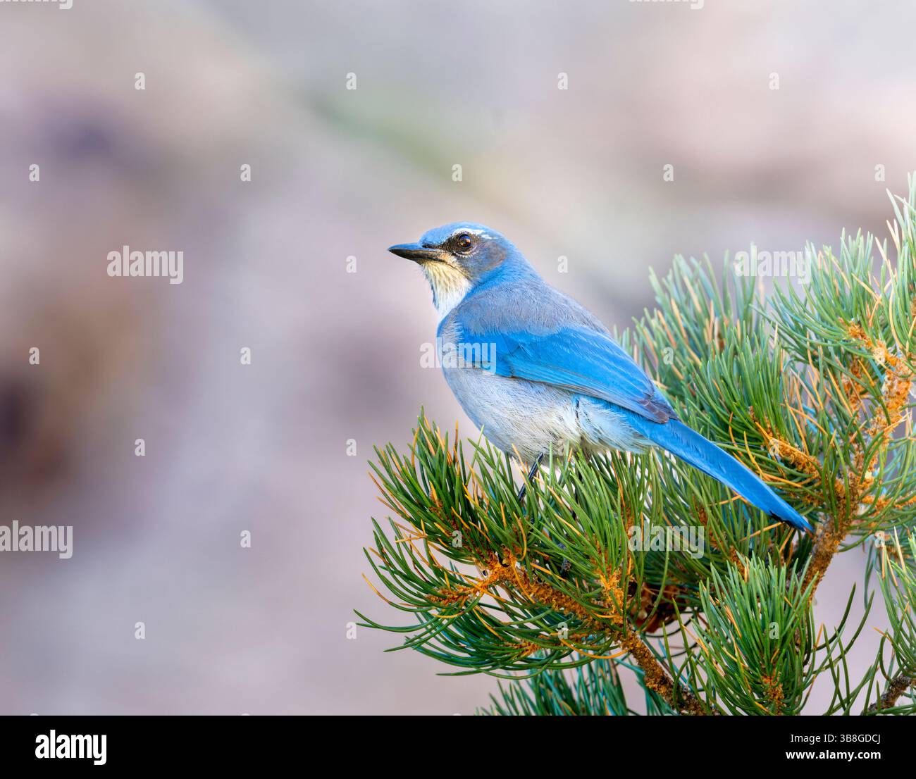 Aphelocoma woodhouseii bird hi-res stock photography and images - Alamy