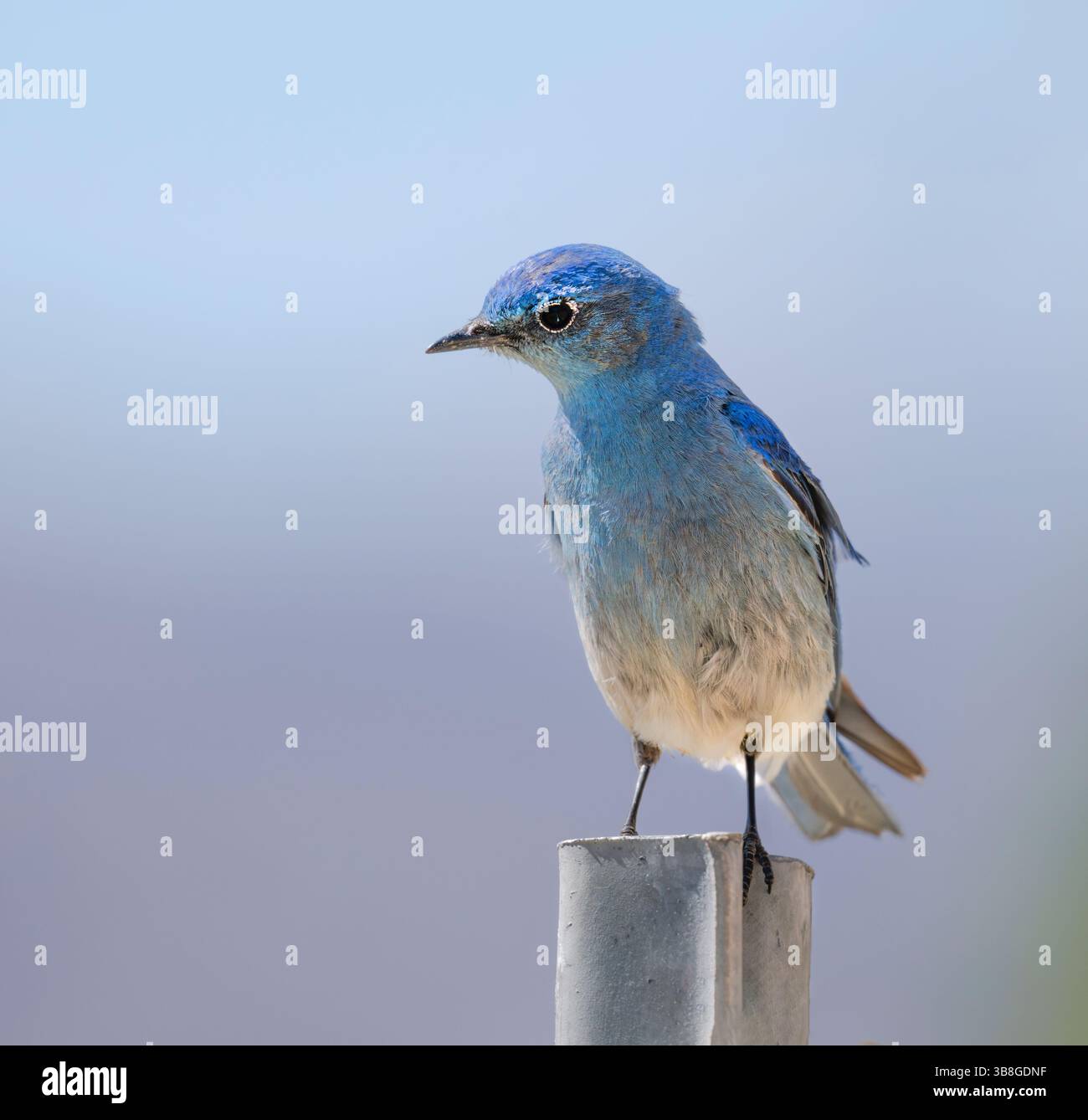 The mountain bluebird (Sialia currucoides) at Desert National Wildlife ...