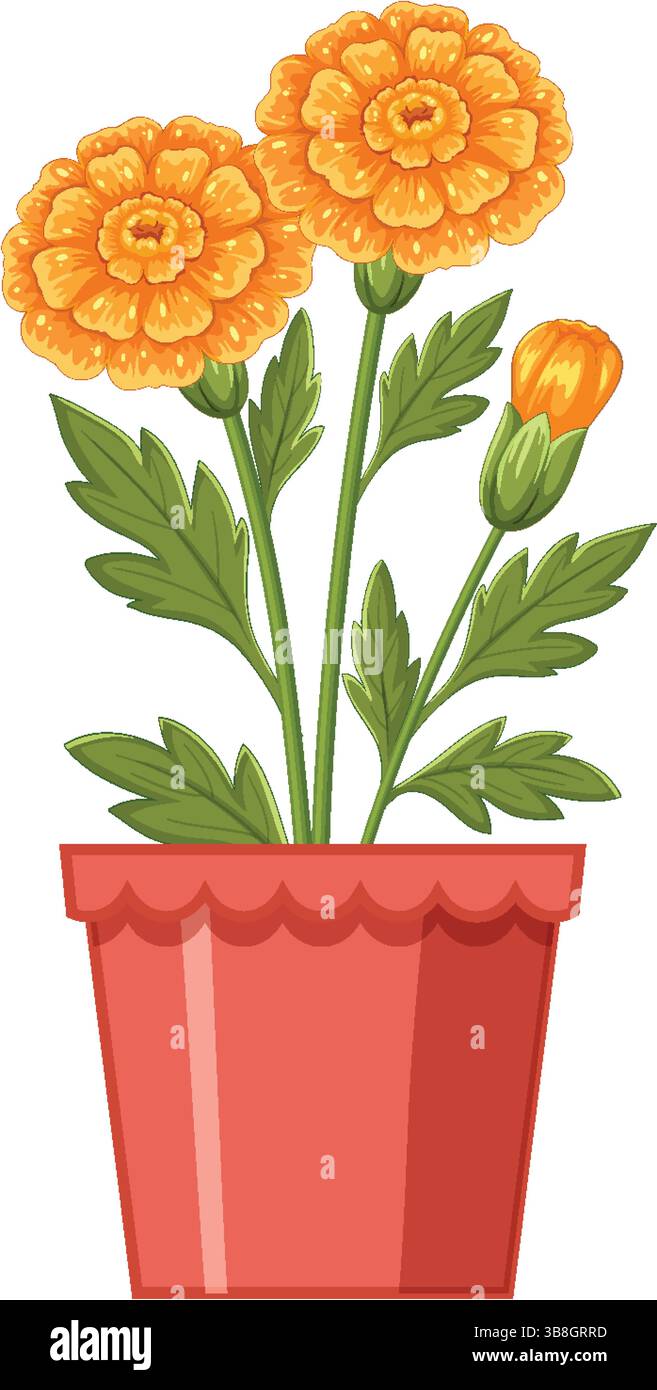 Bright marigold flowers with lush green leaves in a terracotta pot ...