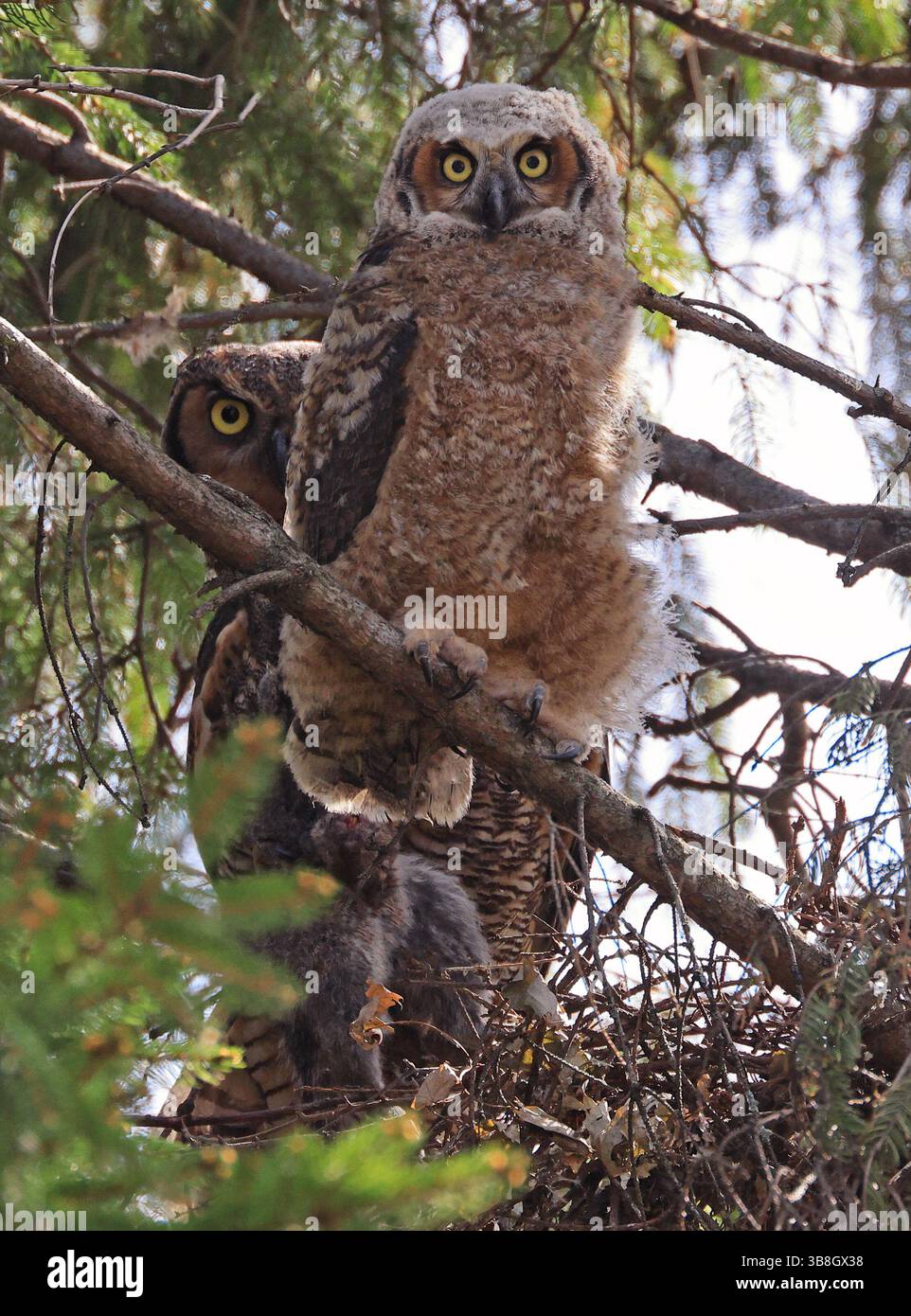 Great-horned Owl baby perched on a fir branch in the forest with his ...