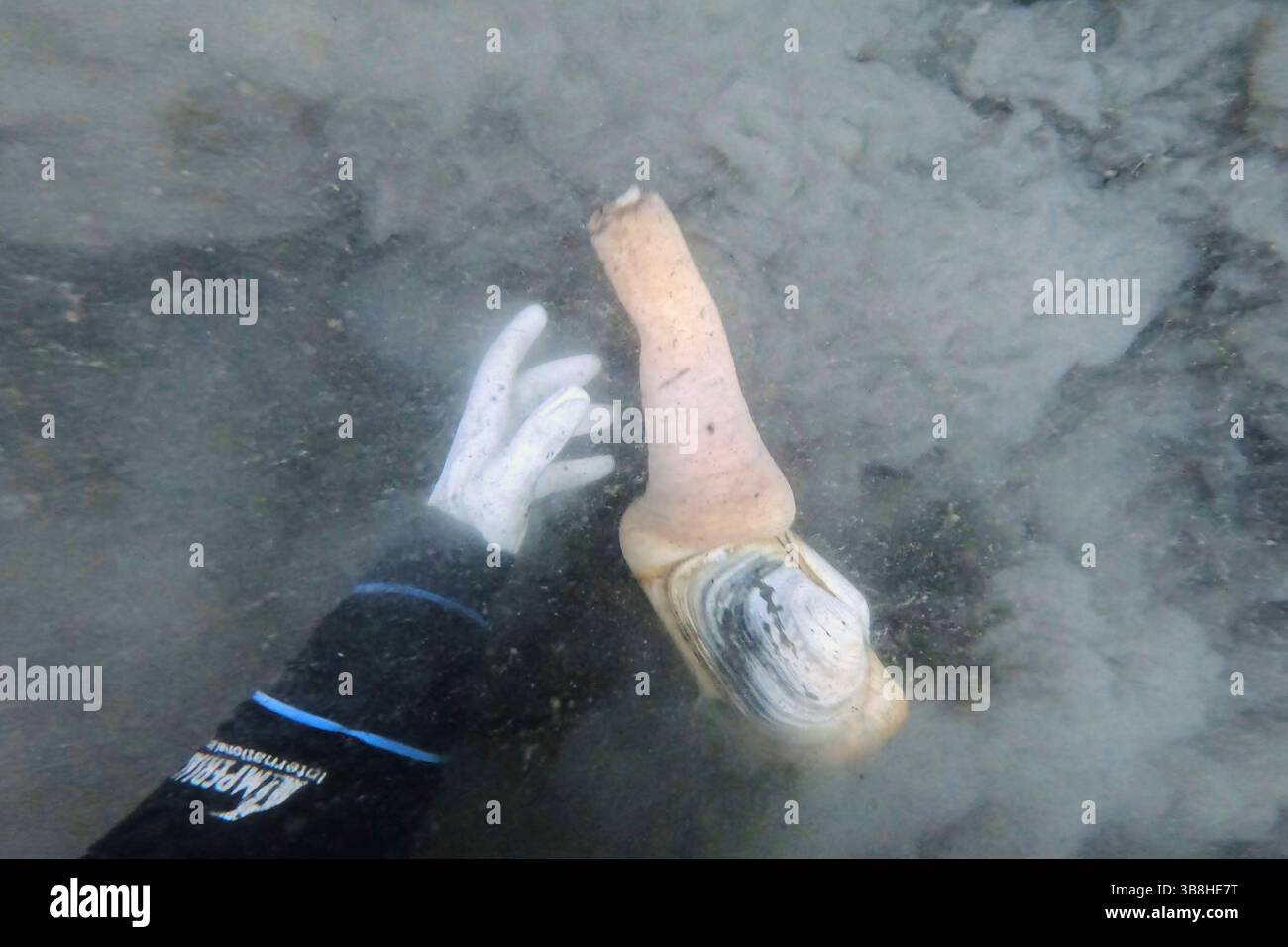 In this image from video, diver Derrick McRae, wearing the camera ...