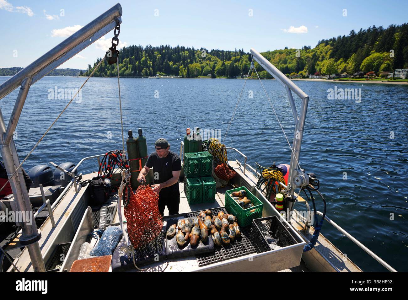 Daniel McRae unloads a bag of harvested geoduck clams from his brother ...