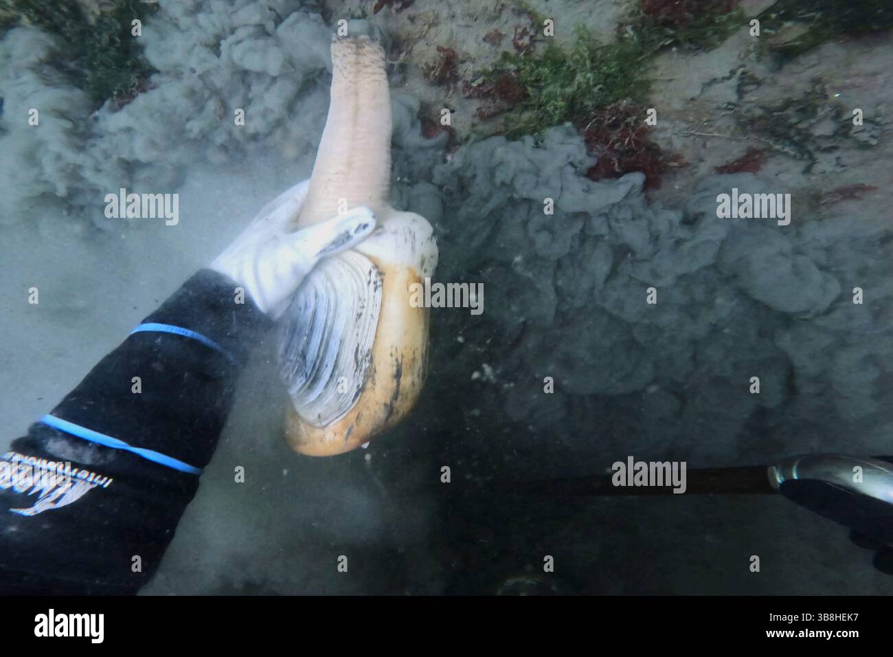 In this image from video, diver Derrick McRae, wearing the camera ...