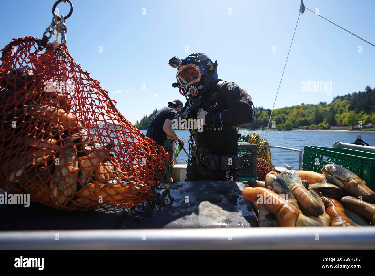 Derrick McRae, front center, returns from a geoduck harvest dive as ...