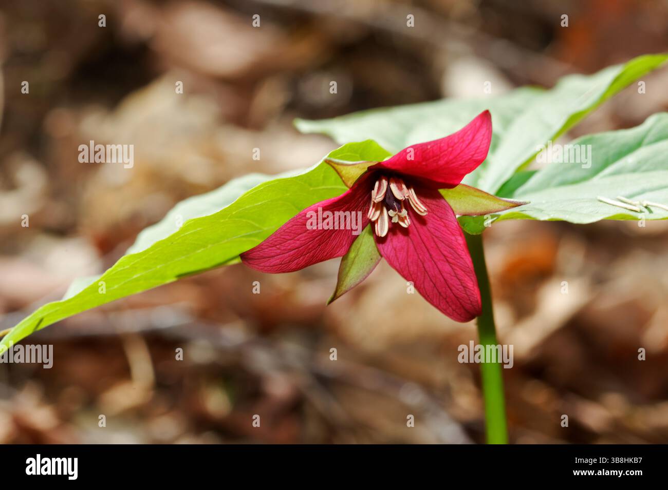 Trillion hi-res stock photography and images - Alamy