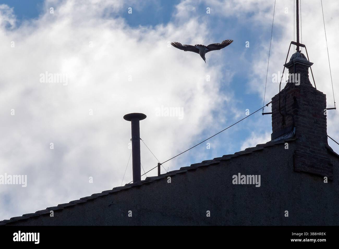 Vatican City, Vatican. 07th May, 2025. Seagull is flying next to the ...