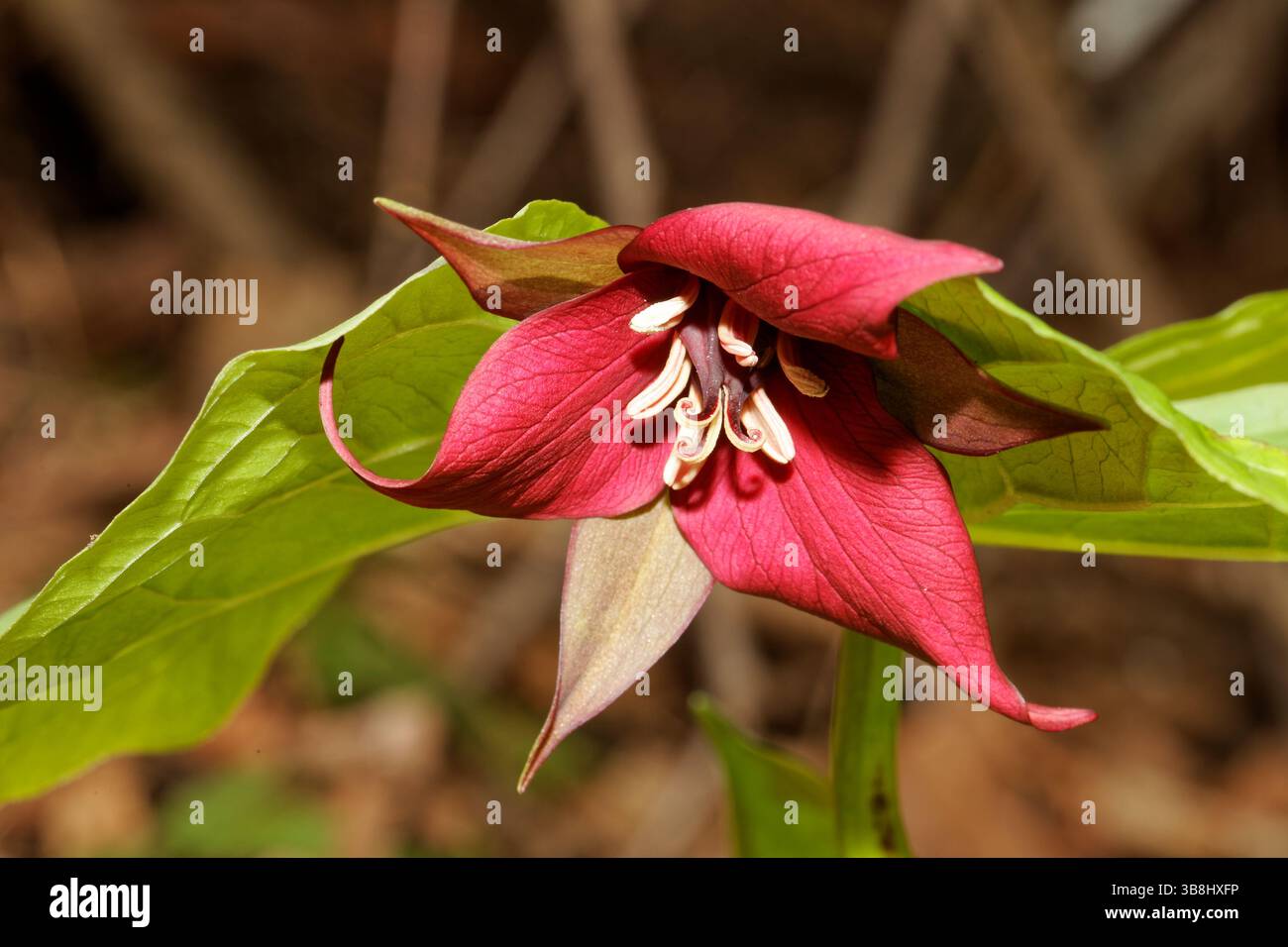 Red trillion hi-res stock photography and images - Alamy