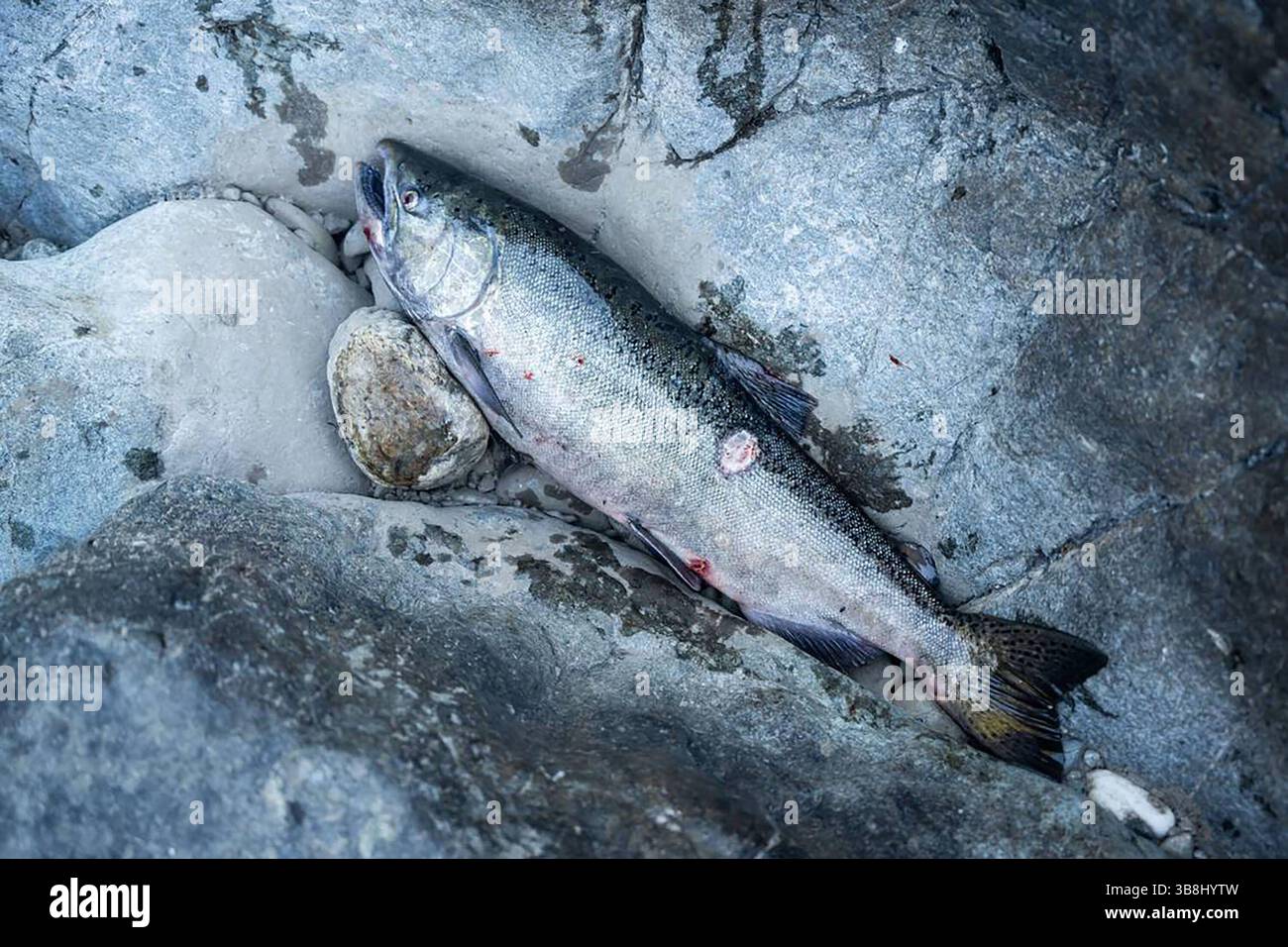 Ishi pishi hi-res stock photography and images - Alamy