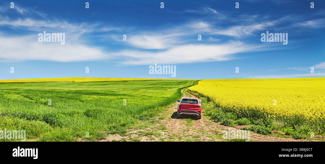 Rural landscape with red car driving on dirt road among blooming ...