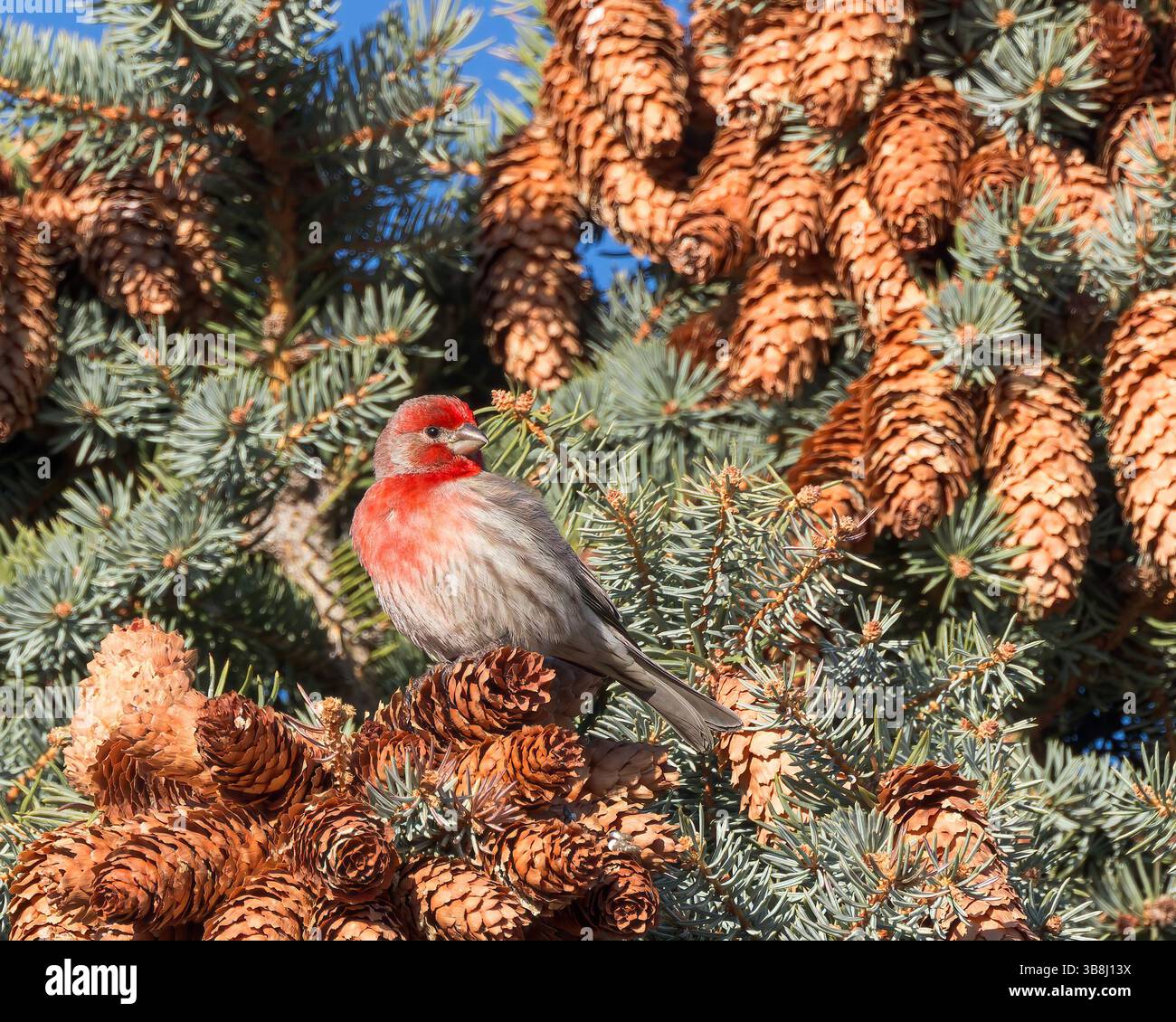 A House Finch nestled in a pine tree Stock Photo - Alamy