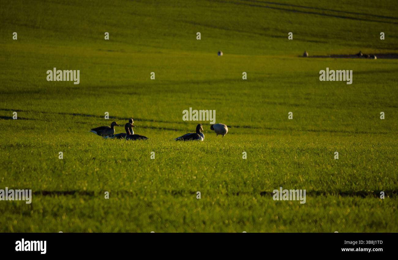 Group domestic geese outdoor hi-res stock photography and images - Alamy