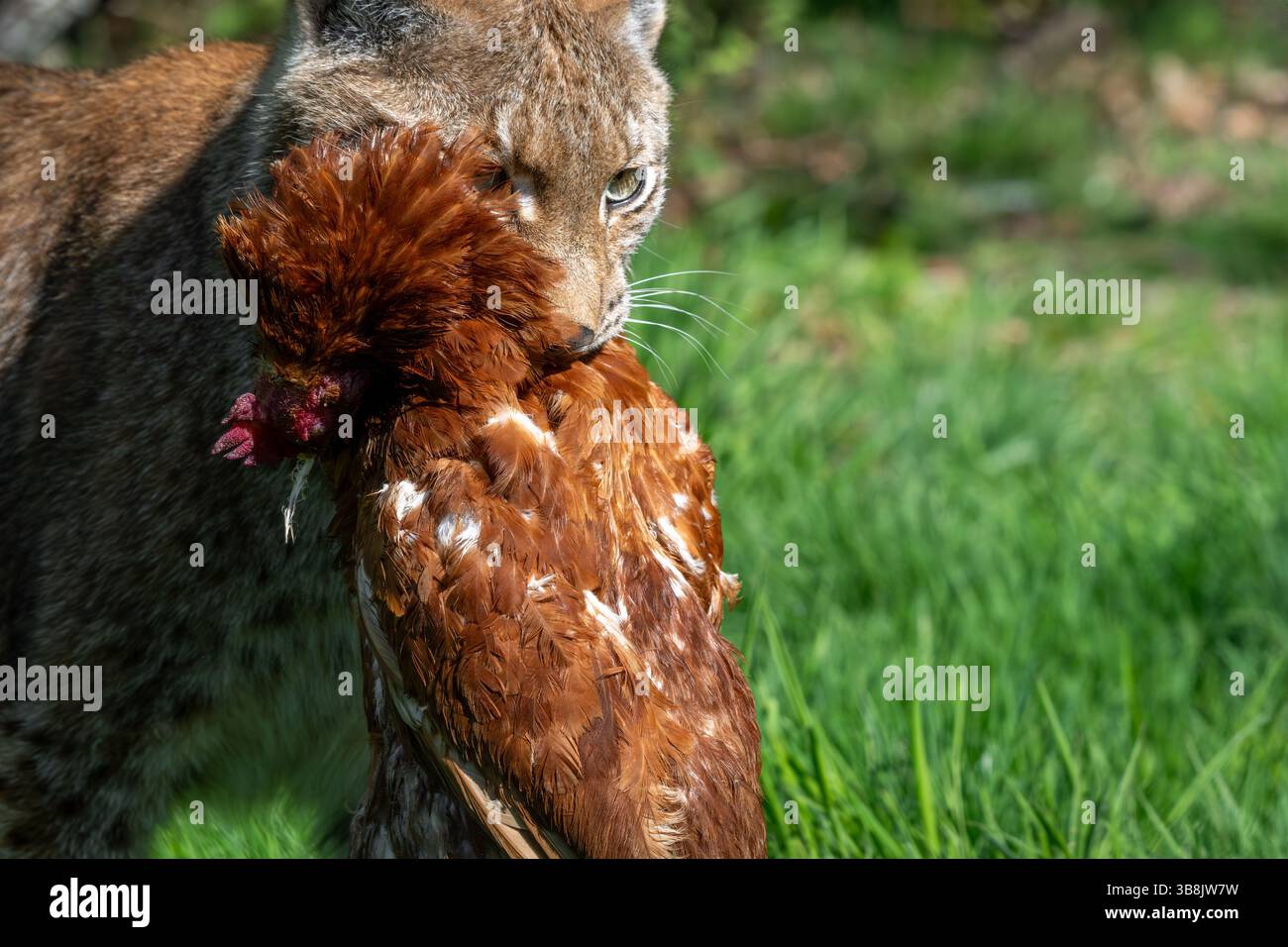 Hunting Eurasian lynx (Lynx lynx) walking with killed chicken prey in ...